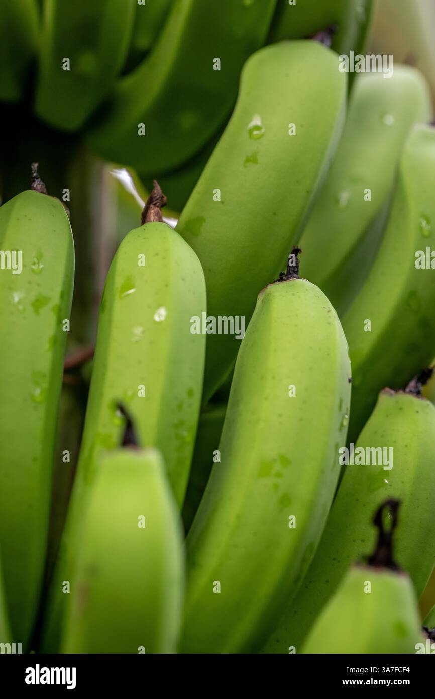 Banana plant 'Musa Ice Cream', Kew Gardens, London, UK Stock Photo - Alamy