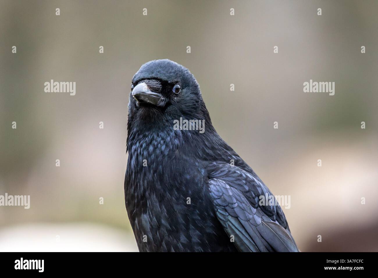 Carrion Crow 'Corvus corone', Bushy Park, London, England, UK Stock ...