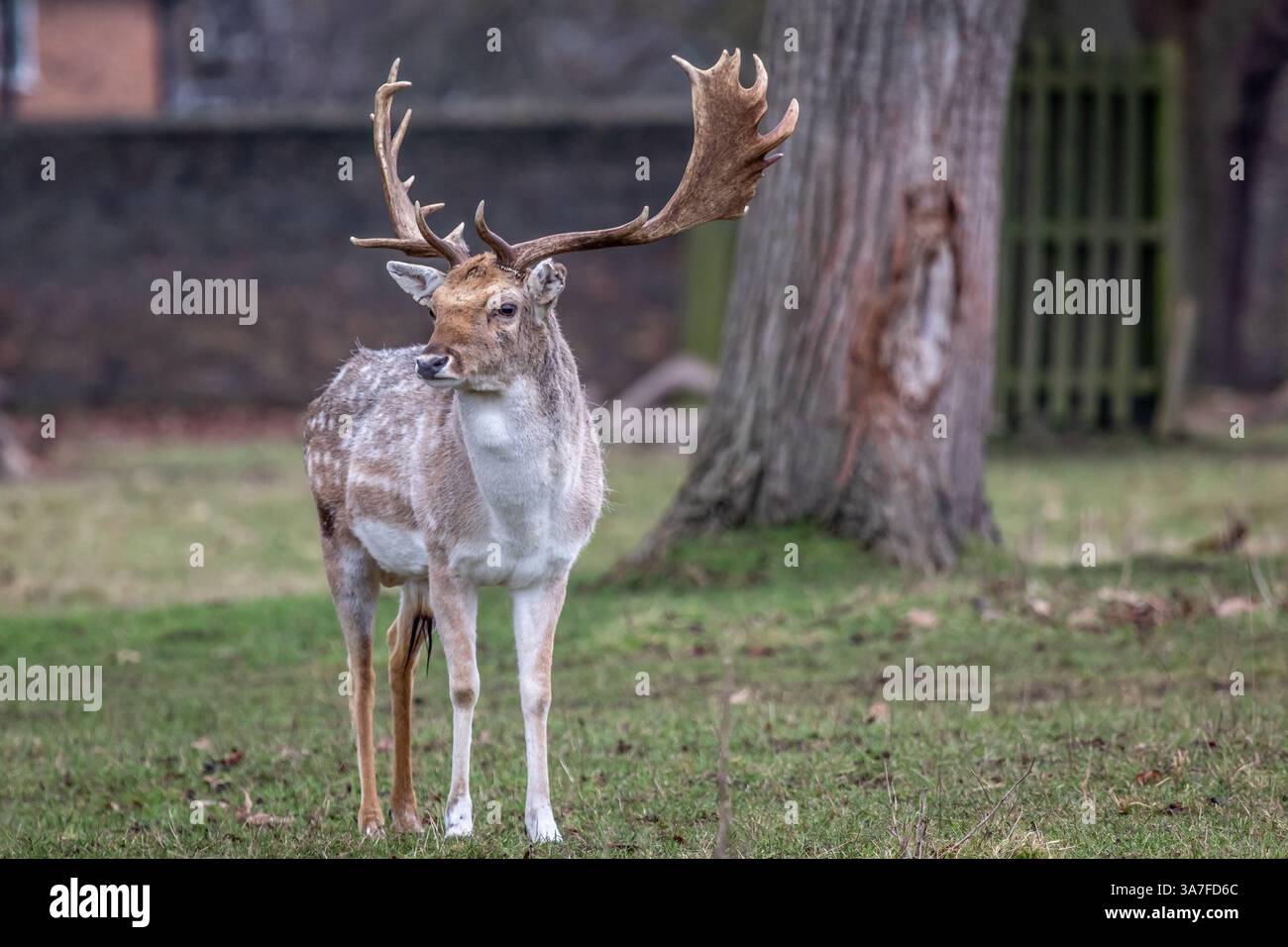 Fallow Buck Deer 'Dama dama', Bushy Park, London, England, UK Stock ...