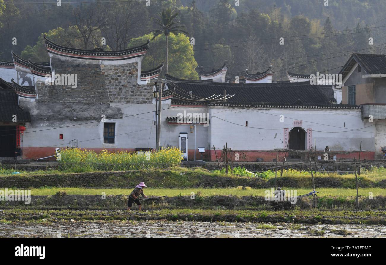 Yongzhou, China's Hunan Province. 25th Mar, 2025. A villager works in a ...