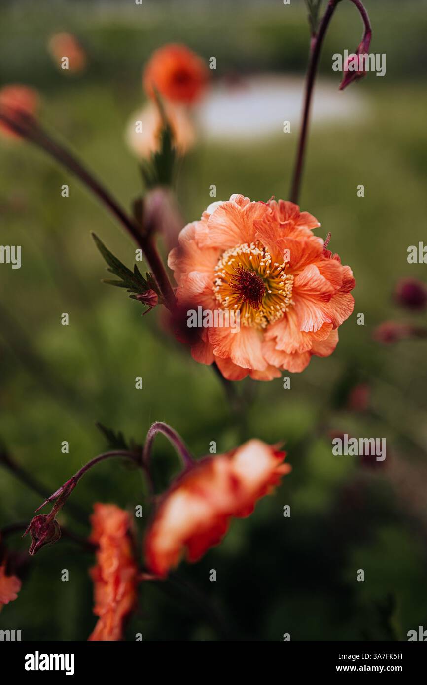 Macro detailed orange spring flowers, natural floral wallpaper ...