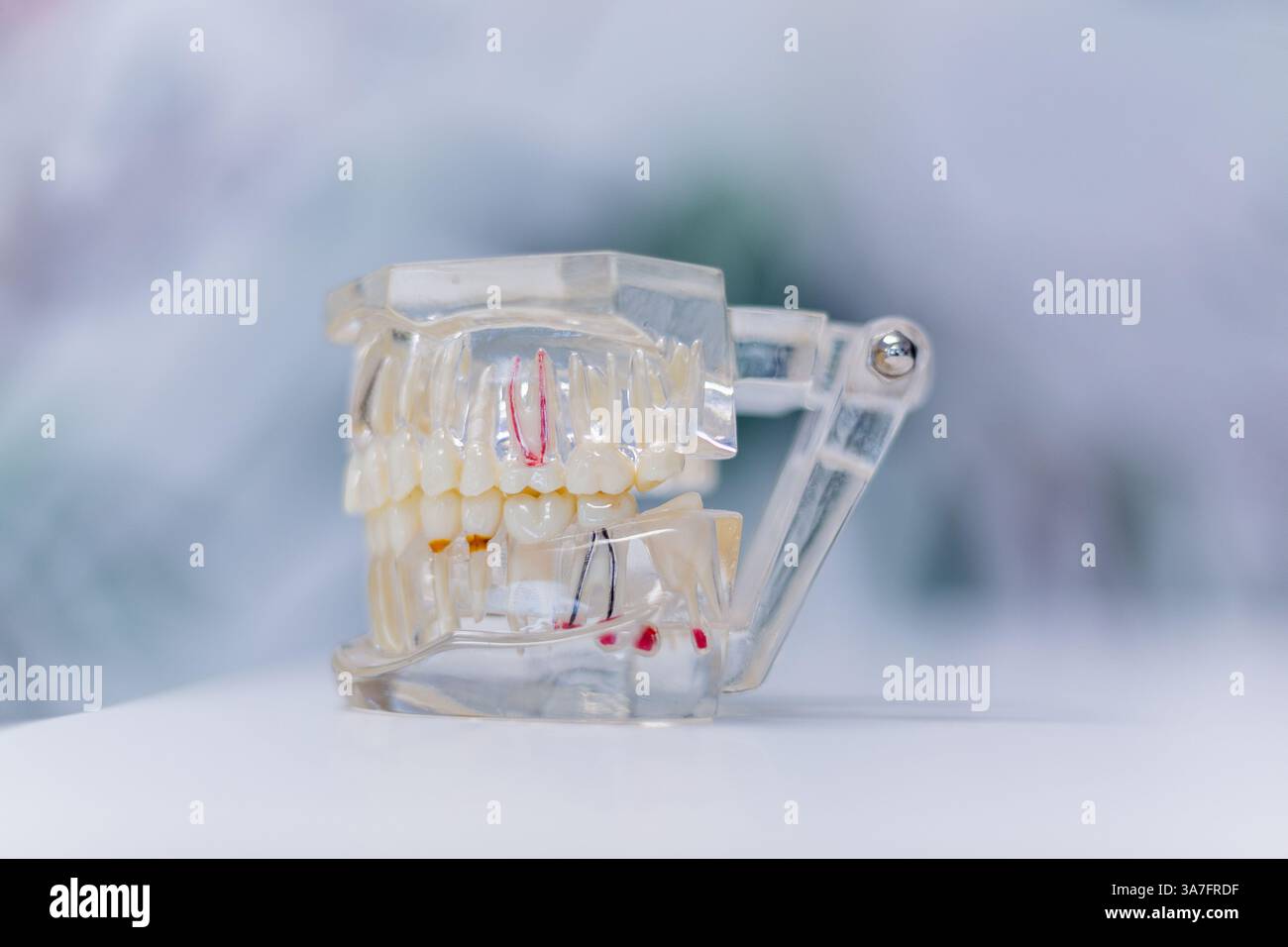 Transparent dental model displaying human teeth, roots, nerves, and ...