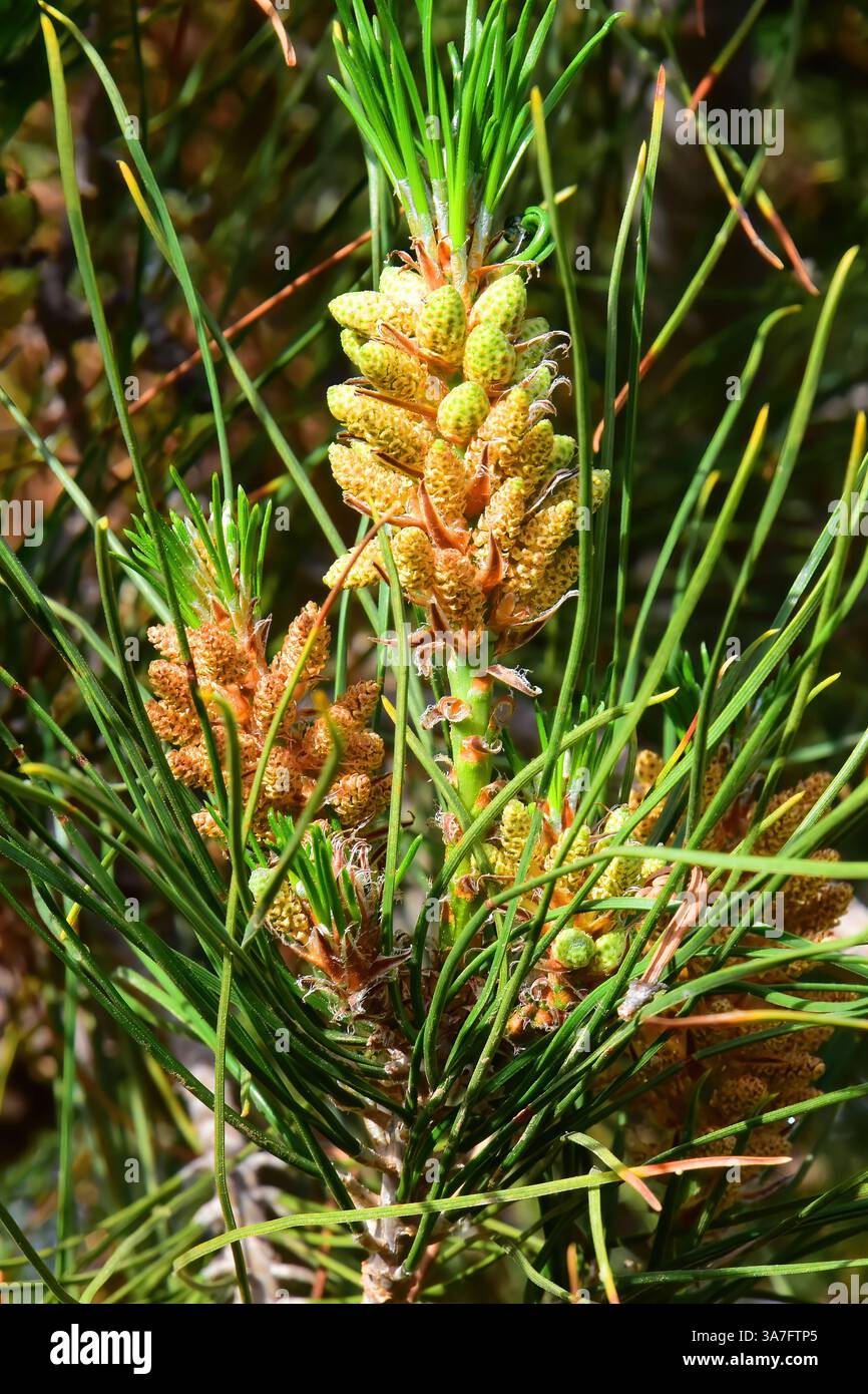 Budding cone hi-res stock photography and images - Alamy