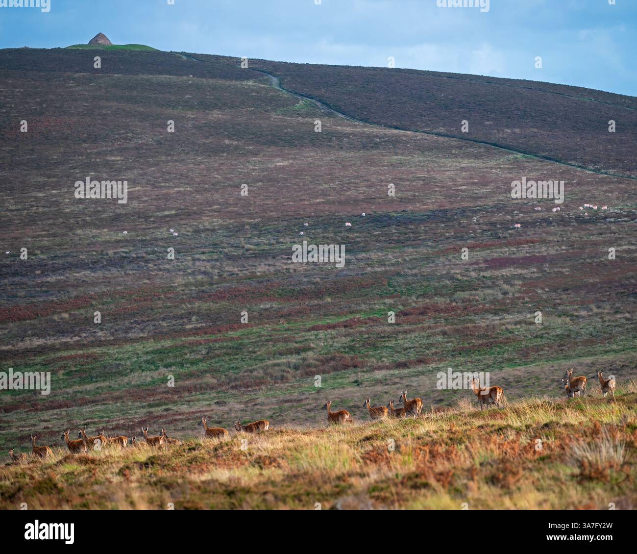Large red deer herd exmoor hi-res stock photography and images - Alamy