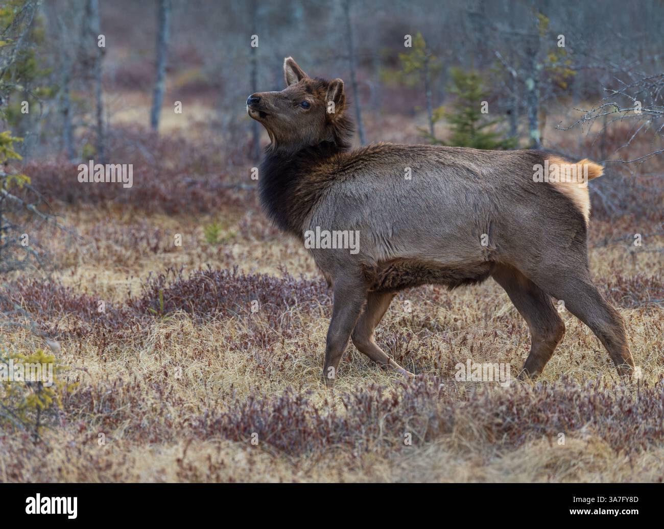 Young elk in the Clam Lake area of northern Wisconsin Stock Photo - Alamy