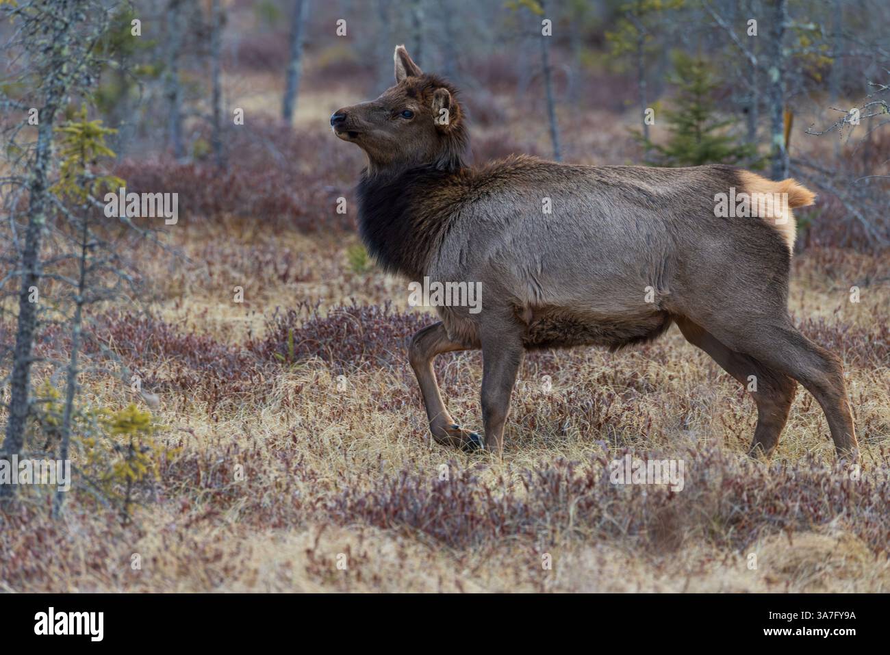 Young elk in the Clam Lake area of northern Wisconsin Stock Photo - Alamy