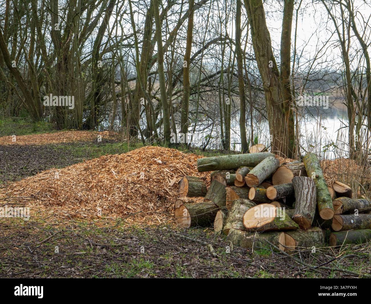 the effects of forestry tree felling and crown cutting with logs of ...