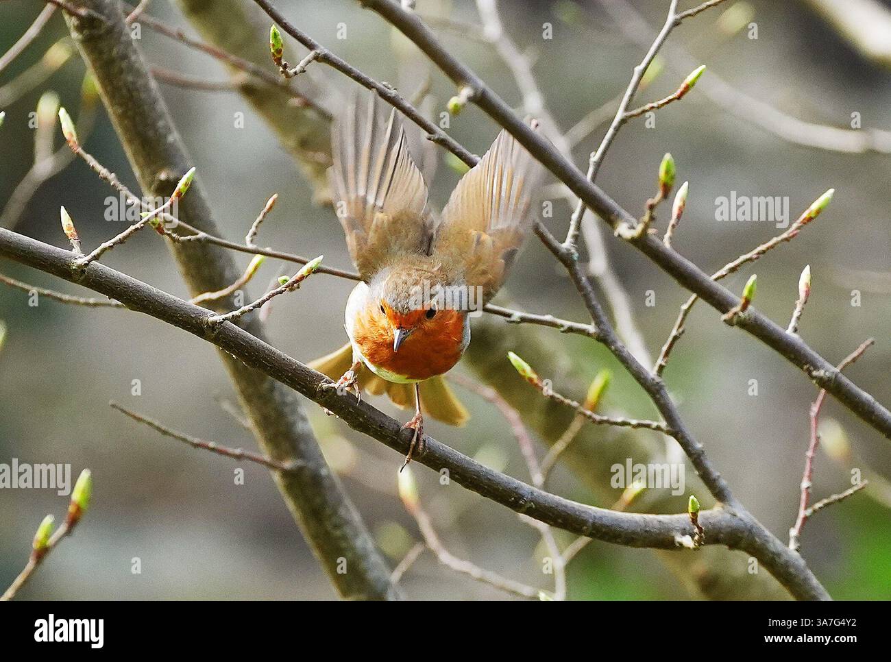 A robin redbreast takes flight on a sunny spring morning in the ...