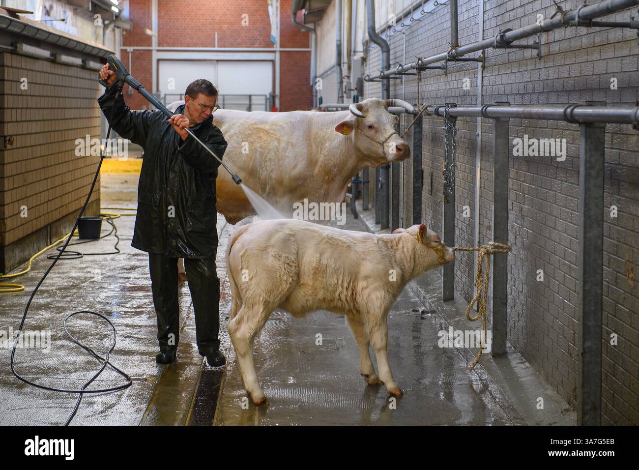 Bismark, Germany. 27th Mar, 2025. Breeder Eric Ebert washes his ...