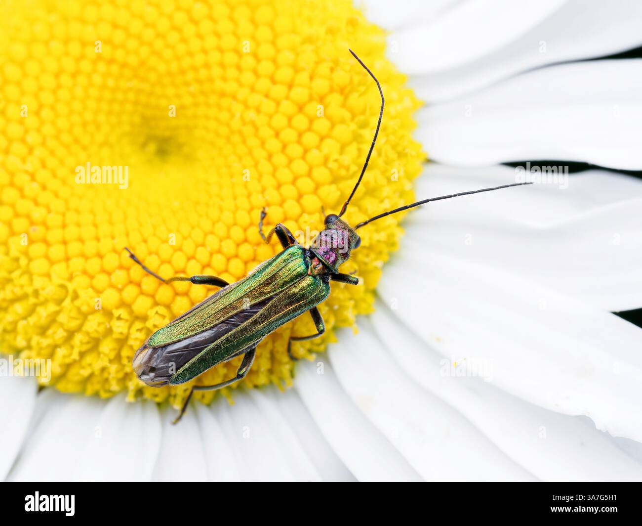 Thick legged flower Beetle, Oedemera nobilis Stock Photo - Alamy
