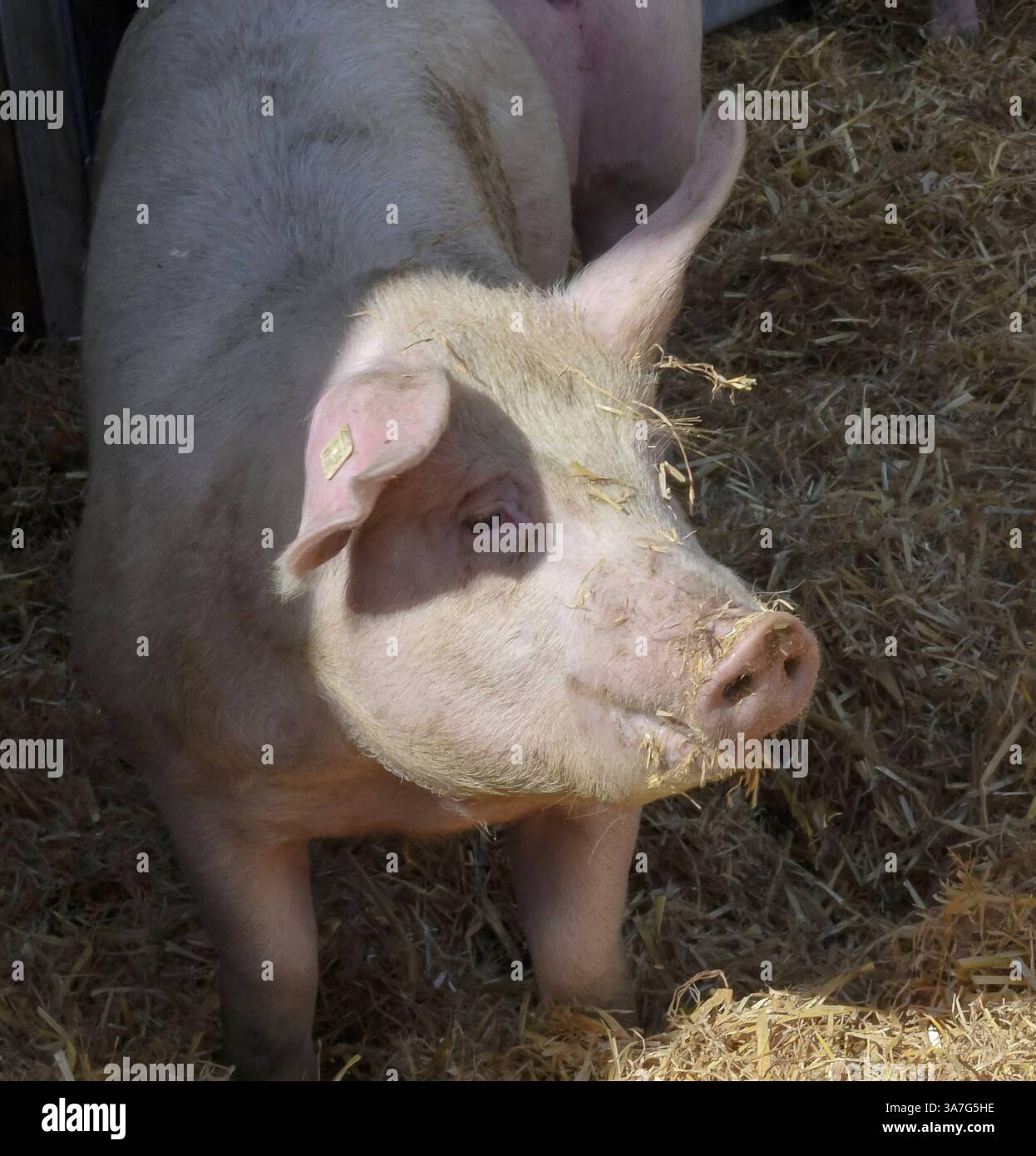 Artgerechte Schweinehaltung auf einem Mastbetrieb in Buggingen im ...