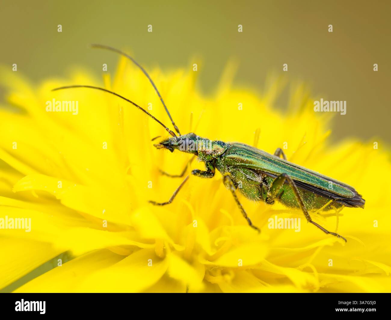 Thick legged flower Beetle, Oedemera nobilis Stock Photo - Alamy