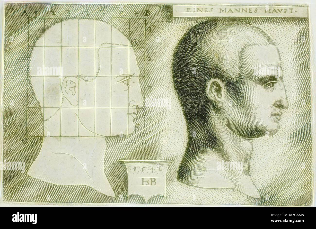 A detailed illustration showcasing the profile and frontal views of a ...