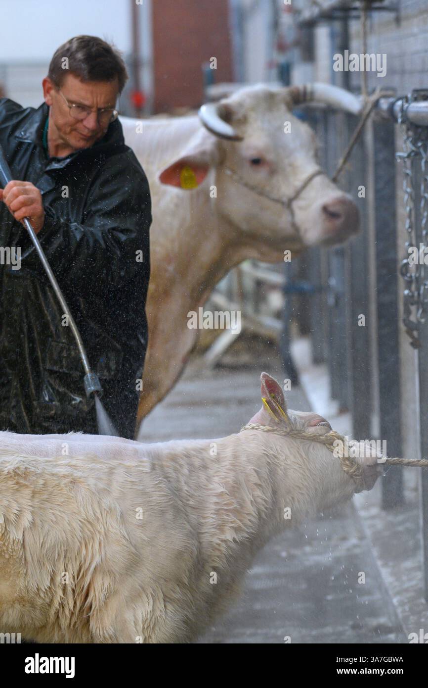 Bismark, Germany. 27th Mar, 2025. Breeder Eric Ebert washes his ...