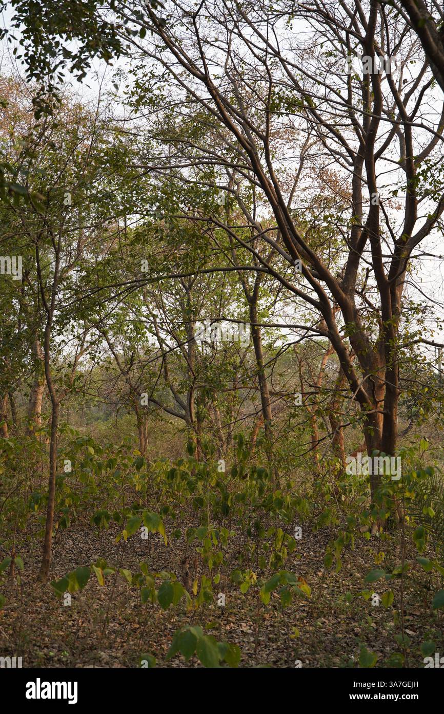 Forest trees in Baranti, Purulia, West Bengal, India Stock Photo - Alamy