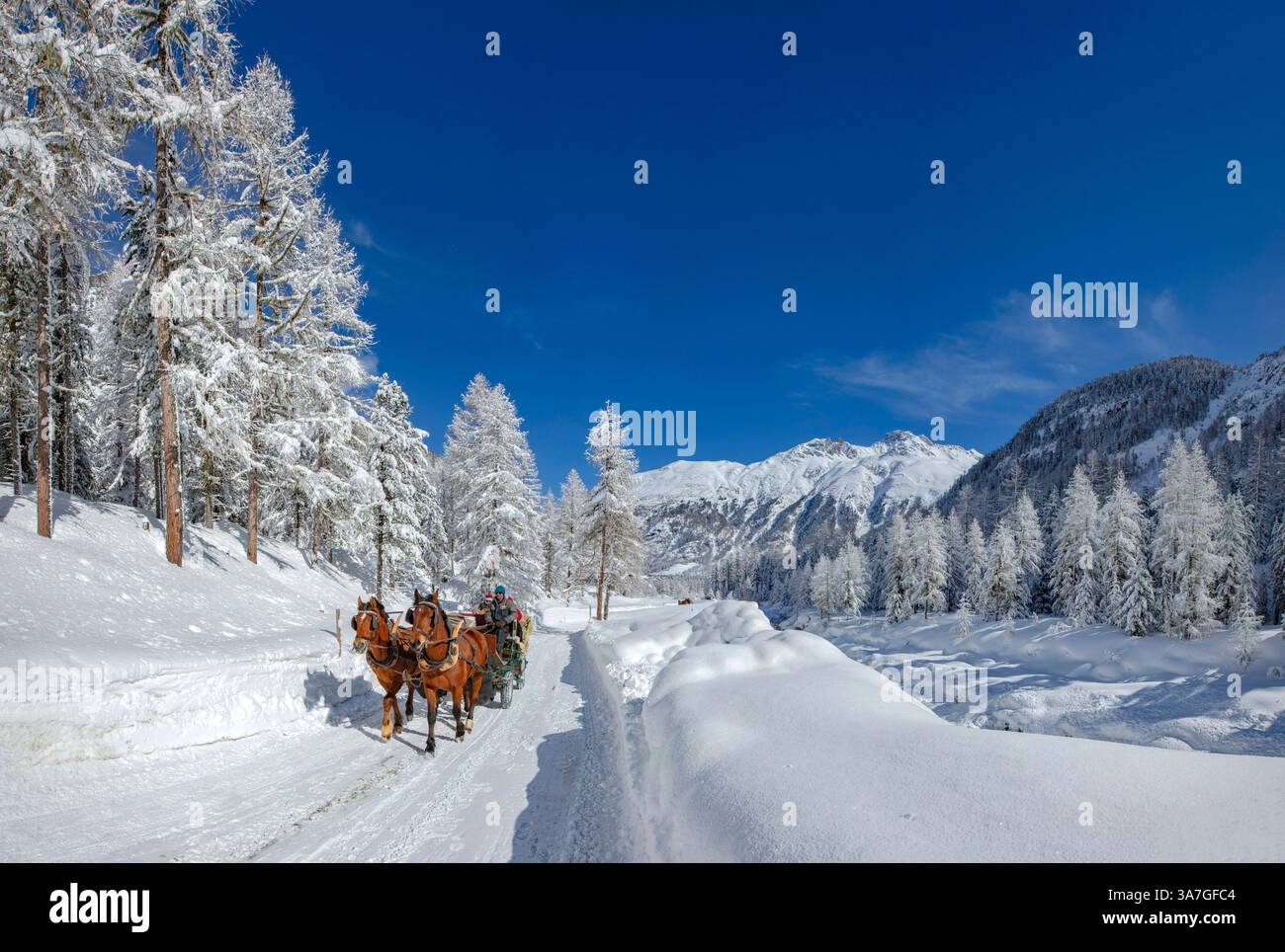 Horse sledding in the heavily snow-covered Roseg valley, Pontresina ...