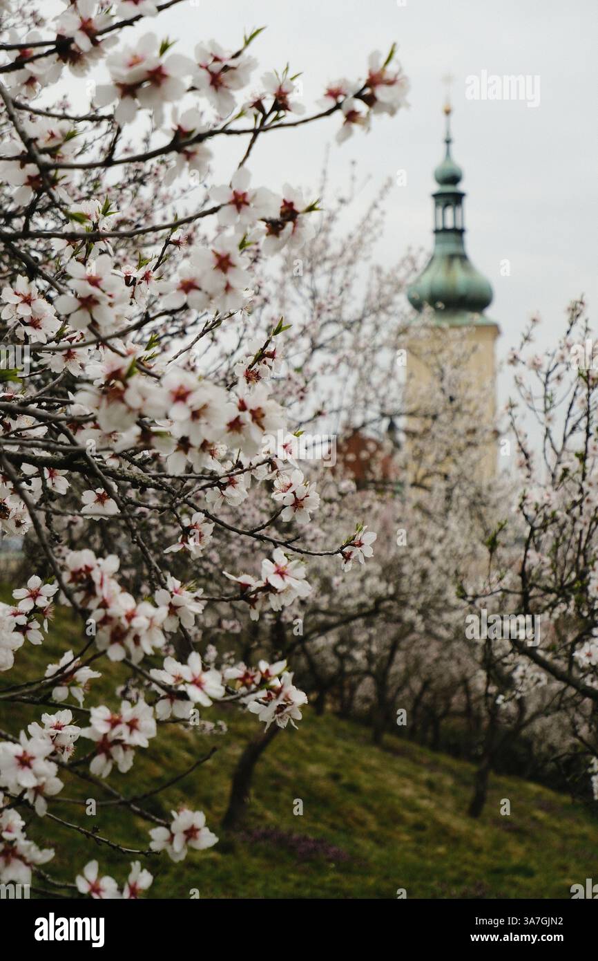 Stunning and Blossoming Cherry Trees with Historic Tower Majestically ...
