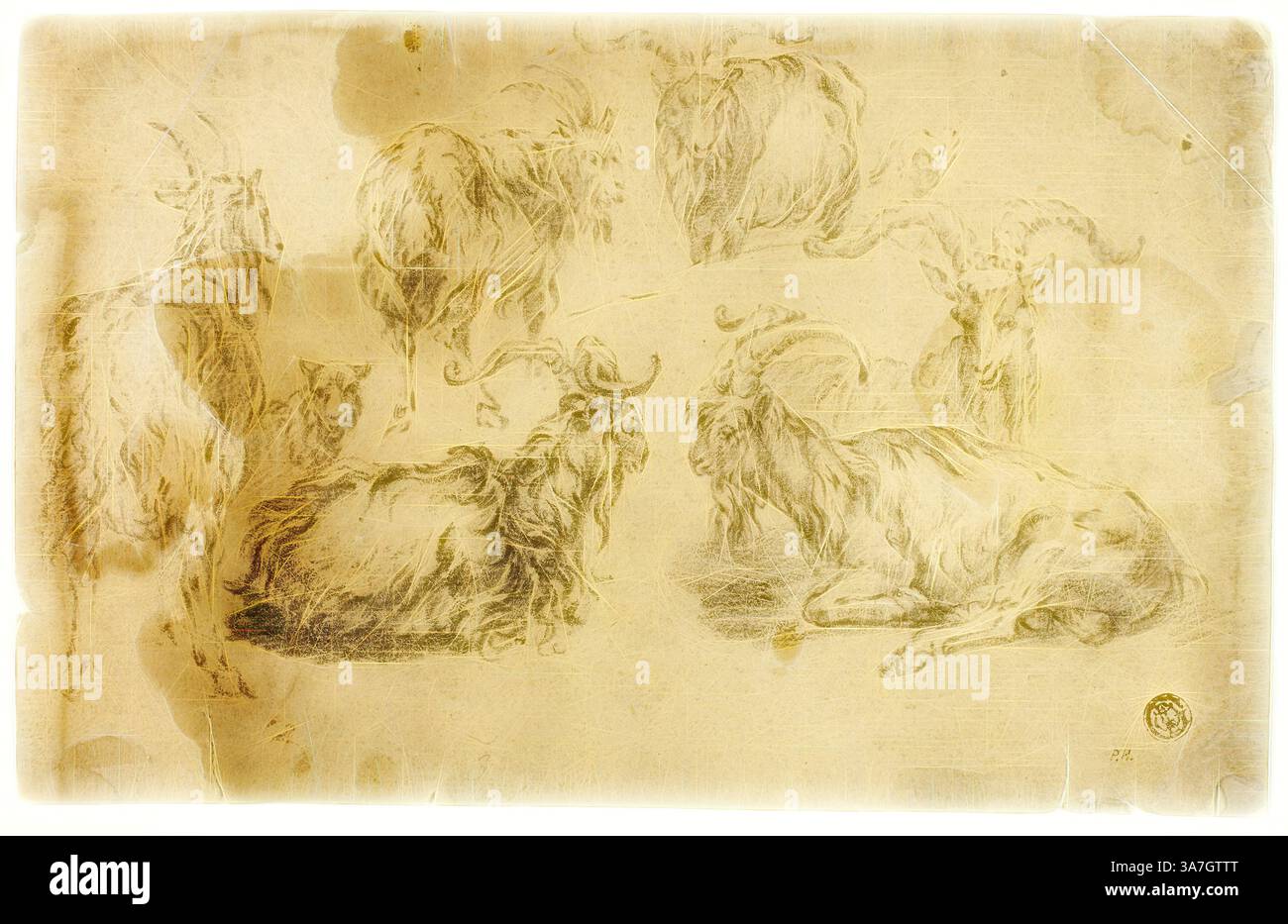 A collection of detailed sketches depicting various goats in different ...