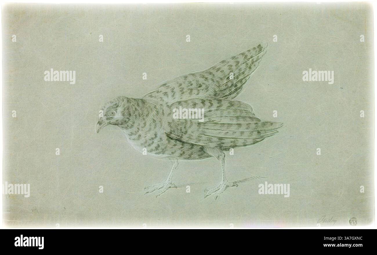 A detailed illustration of a bird in a natural stance, showcasing its ...