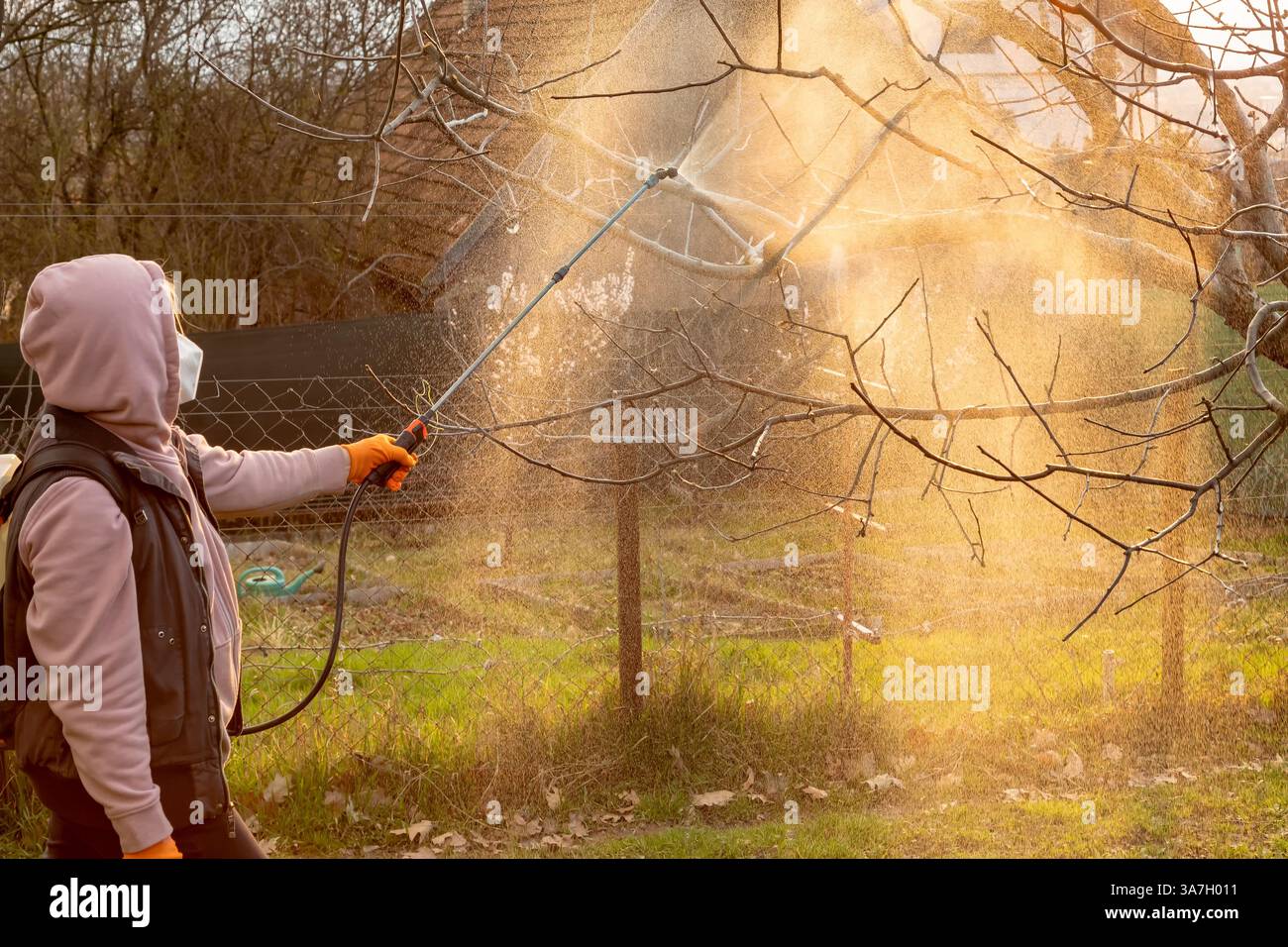 Woman spraying fungicides on a flowering fruit tree against plant and ...