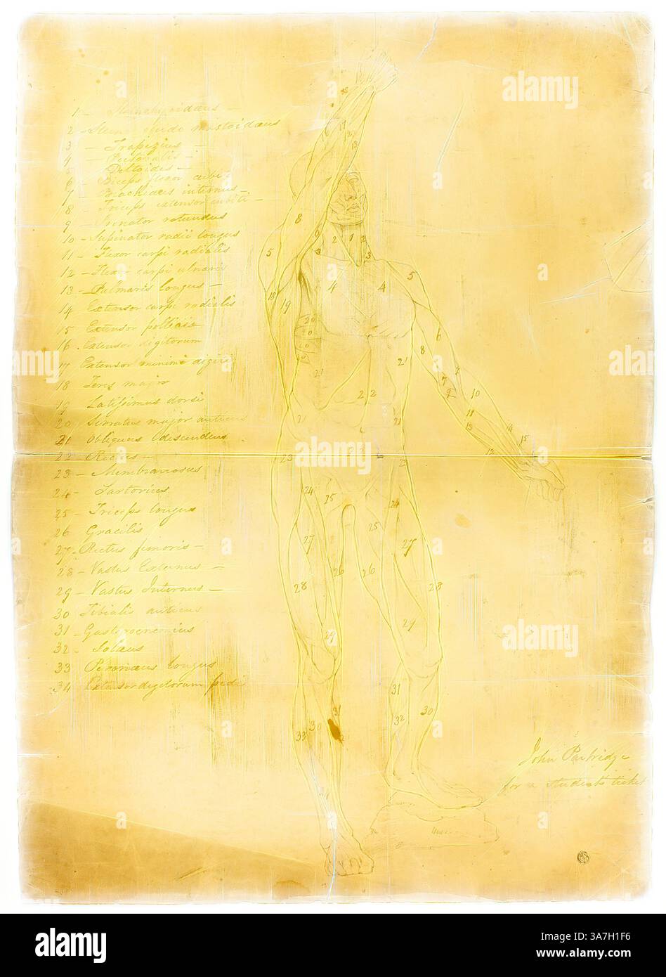 Showcasing various human body structures hi-res stock photography and ...