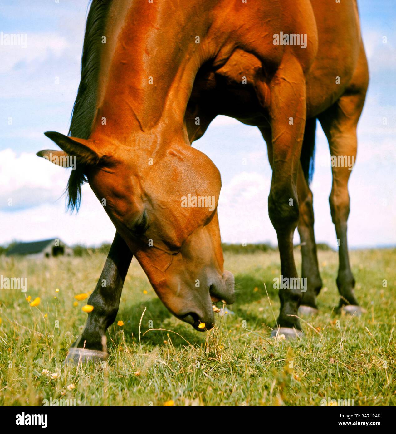 Red Rum on his Summer holiday in a Lancashire field Stock Photo - Alamy