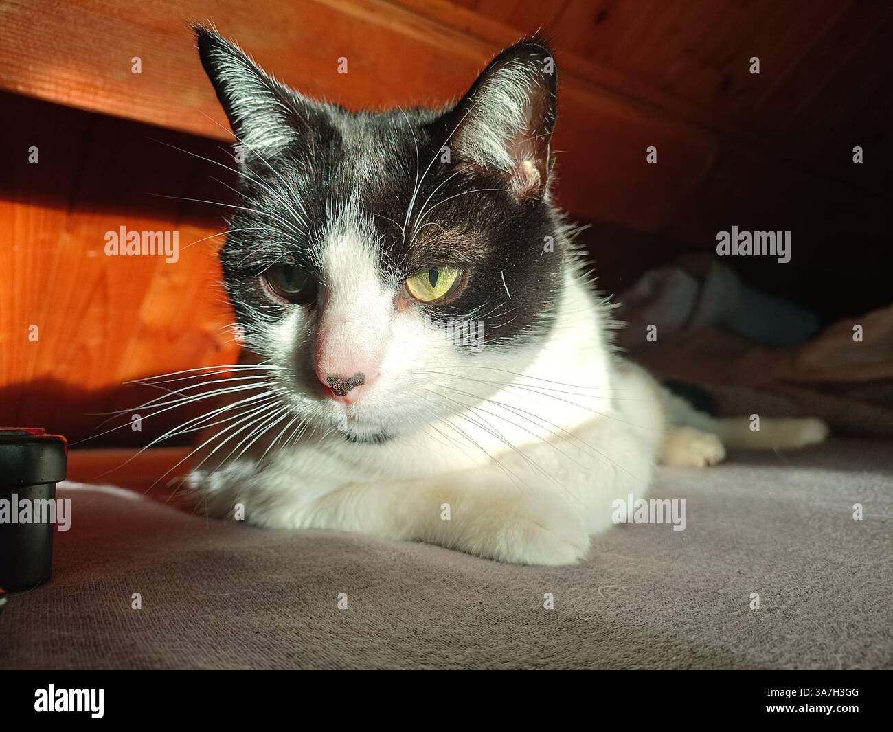 Chat sur le lit hi-res stock photography and images - Alamy