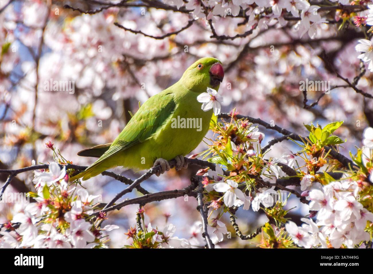 London, England, UK. 27th Mar, 2025. A ring-necked parakeet munches on ...