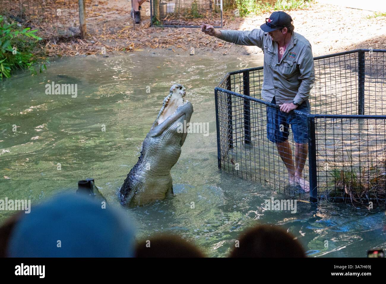 Cairns, Australia Crocodile attacks his handler Stock Photo - Alamy