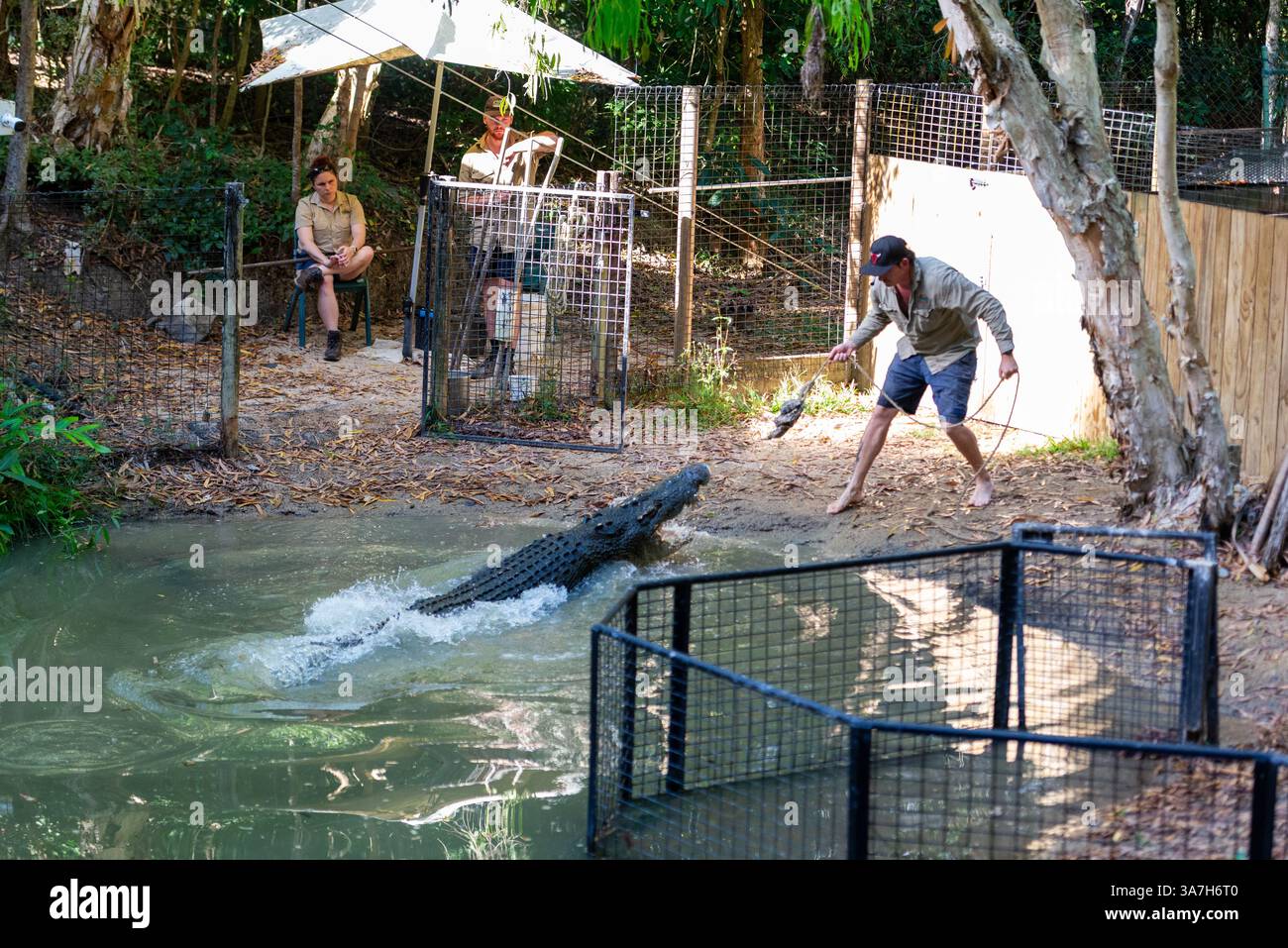 Cairns, Australia Crocodile attacks his handler Stock Photo - Alamy