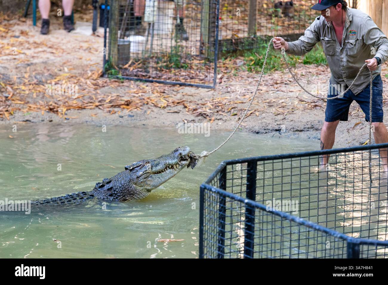 Cairns, Australia Crocodile attacks his handler Stock Photo - Alamy
