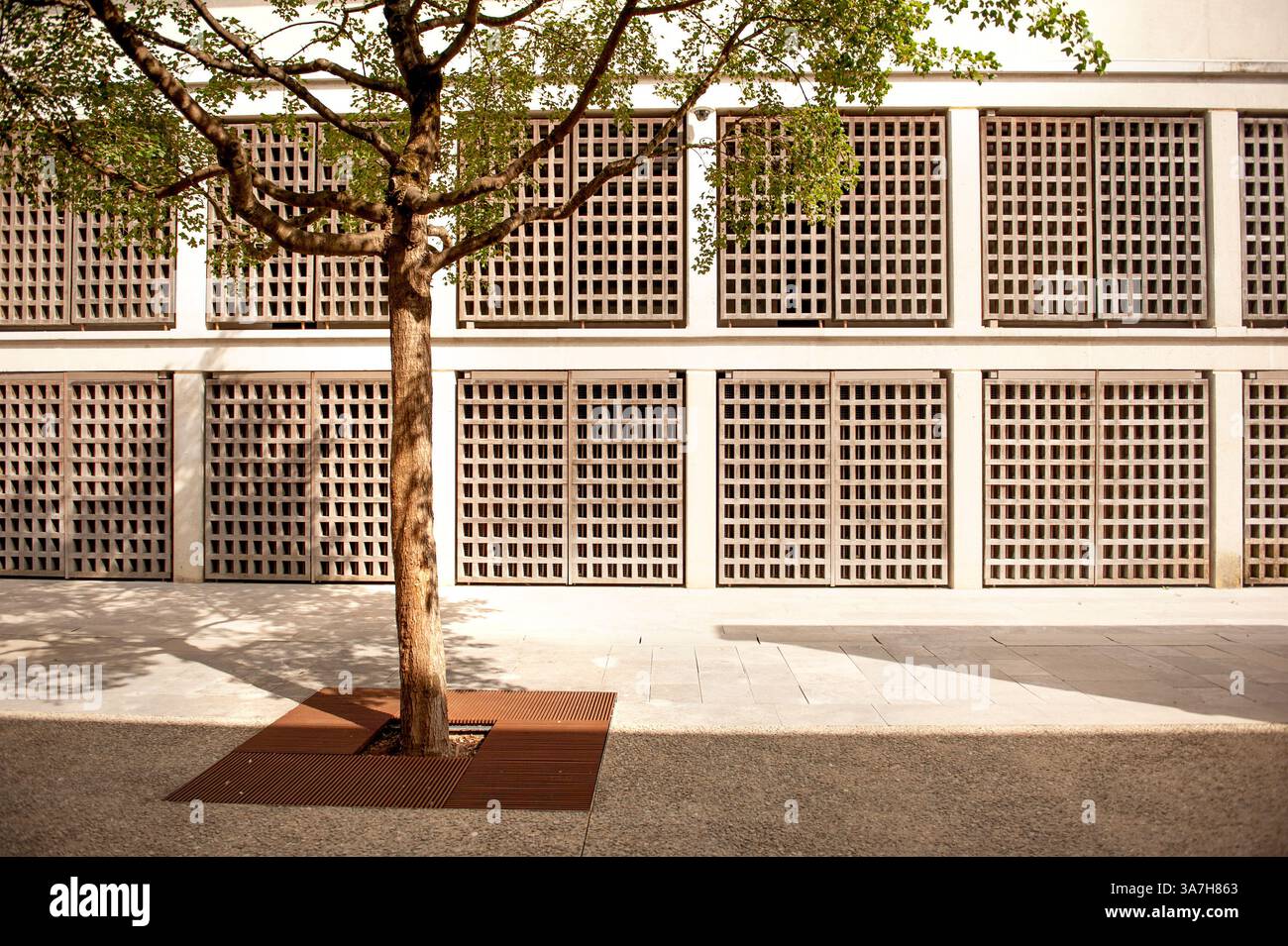 Young tree planted in the pavement next to a modern building and car ...