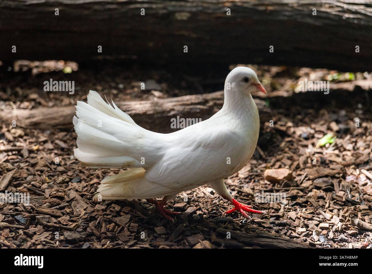 Domestic pigeon. Homing pigeon lovely Stock Photo - Alamy
