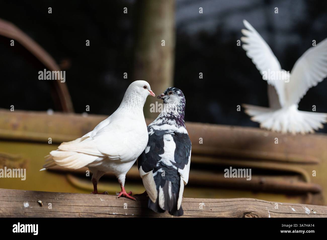 Two Pigeons Pecking in Playful Rivalry Stock Photo - Alamy