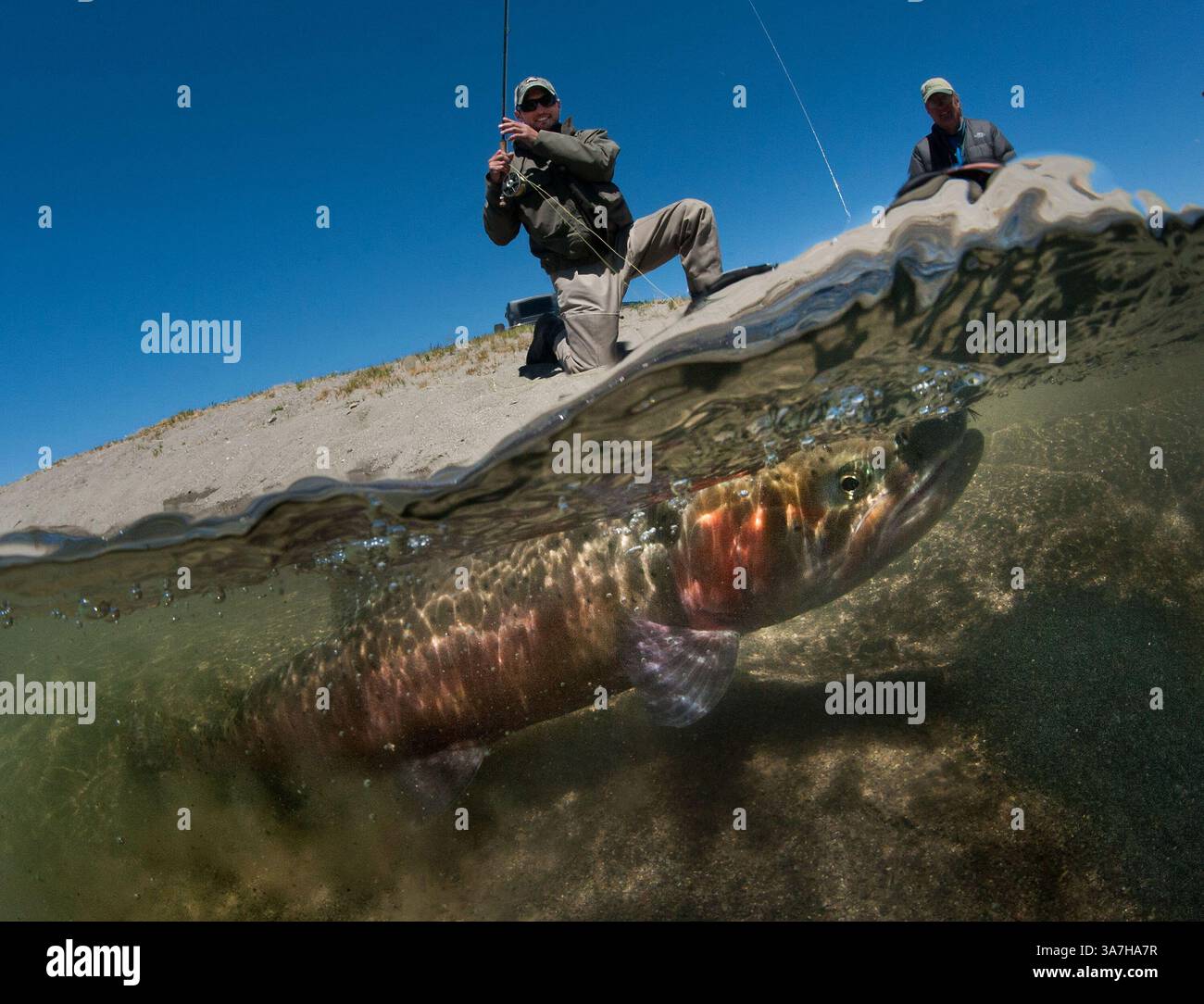 April 18, 2013 - Pyramid Lake, NV, USA - Fisherman Dave Hamel, center ...