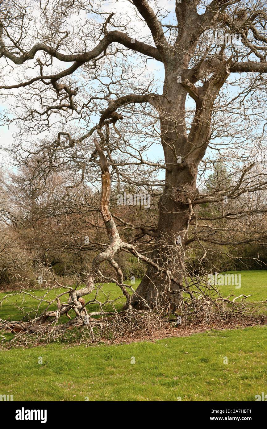 Close crop of ancient tree in a grassy field in early spring in ...