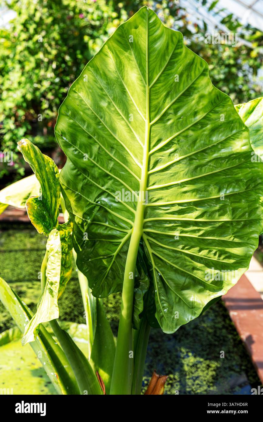 Giant Taro, Alocasia Macrorrhiza, Alocasia macrorrhizos, Giant Taro ...