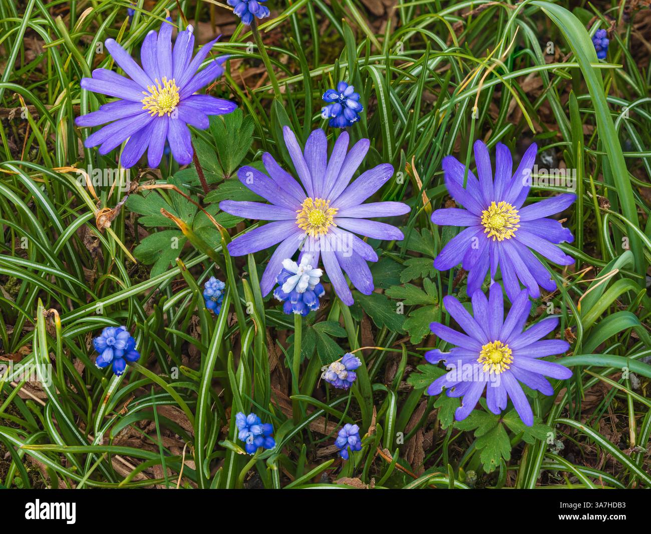 Early spring planting combination of hardy bulbs Muscari aucheri 'Blue ...