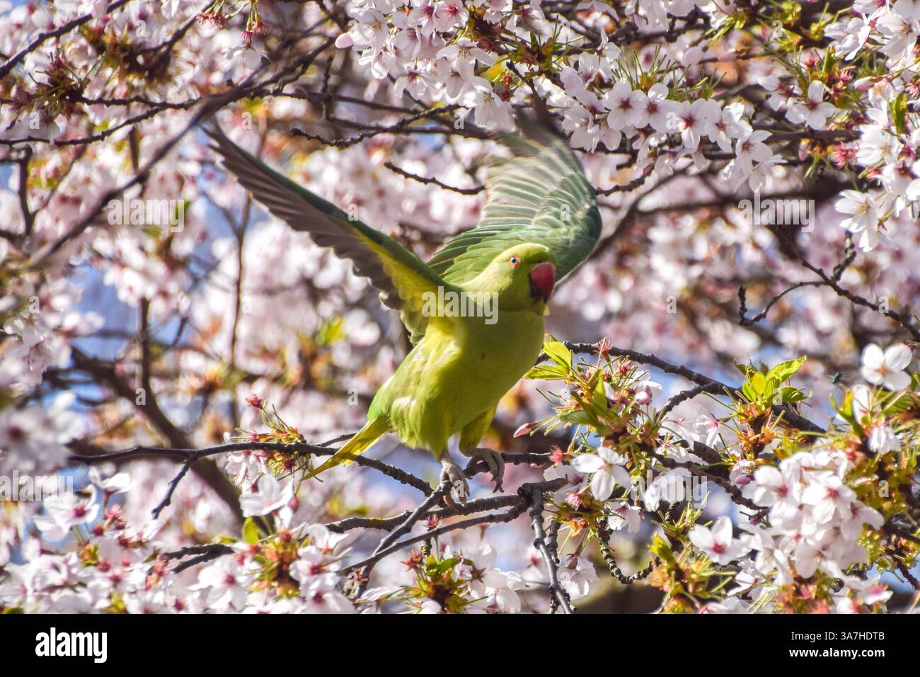March 27, 2025, London, England, United Kingdom: A ring-necked parakeet ...