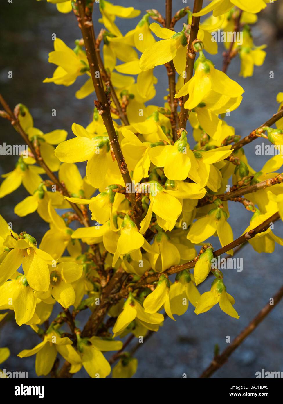 Bright yellow flowers of the early spring blooming hardy garden shrub ...