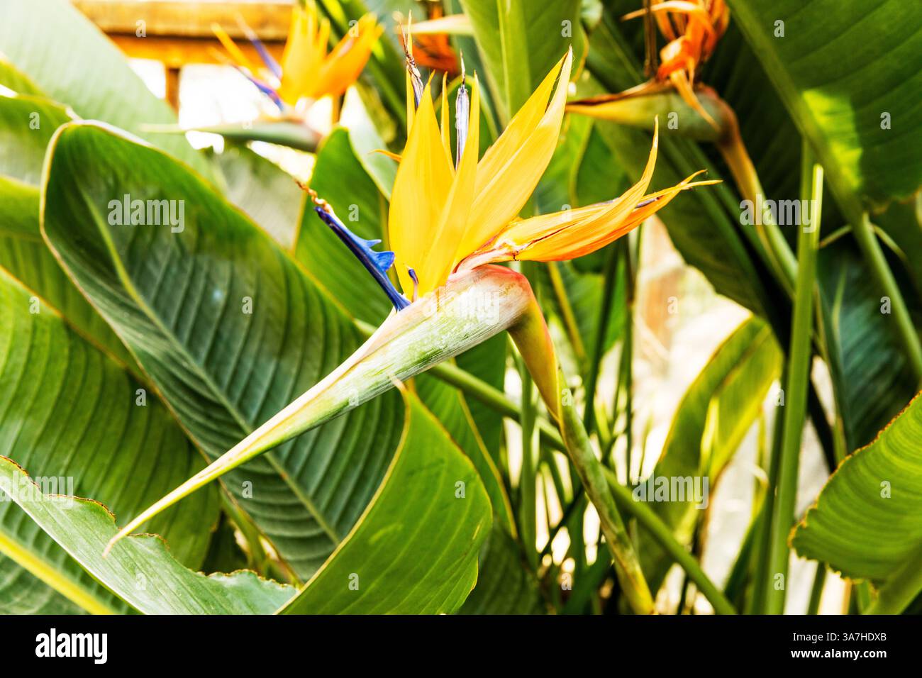 Bird of paradise flower, Strelitzia reginae, monocotyledonous flowering ...