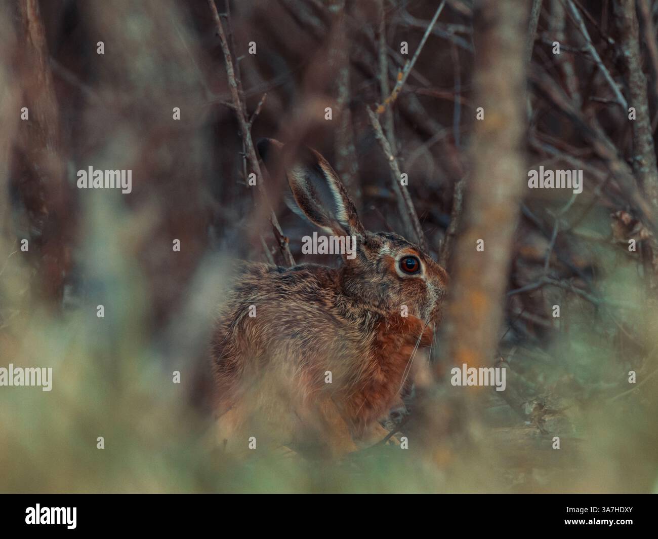 Terrestrialanimal hi-res stock photography and images - Alamy