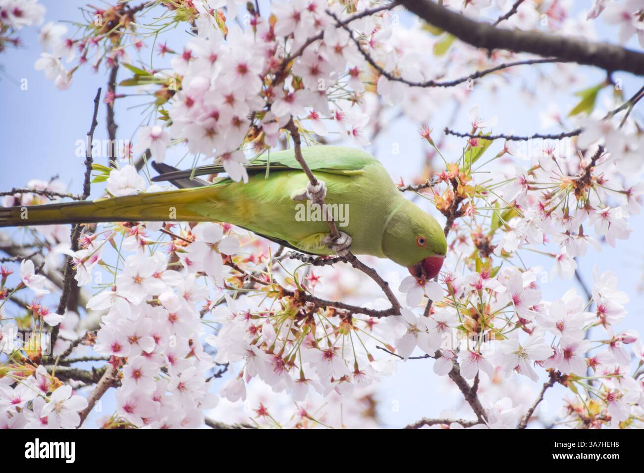 London, England, UK. 27th Mar, 2025. A ring-necked parakeet munches on ...