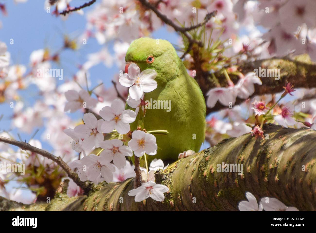 London, England, UK. 27th Mar, 2025. A ring-necked parakeet munches on ...
