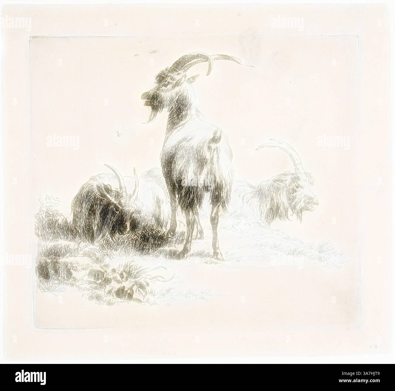 A group of goats stands in a serene landscape, with one prominent goat ...