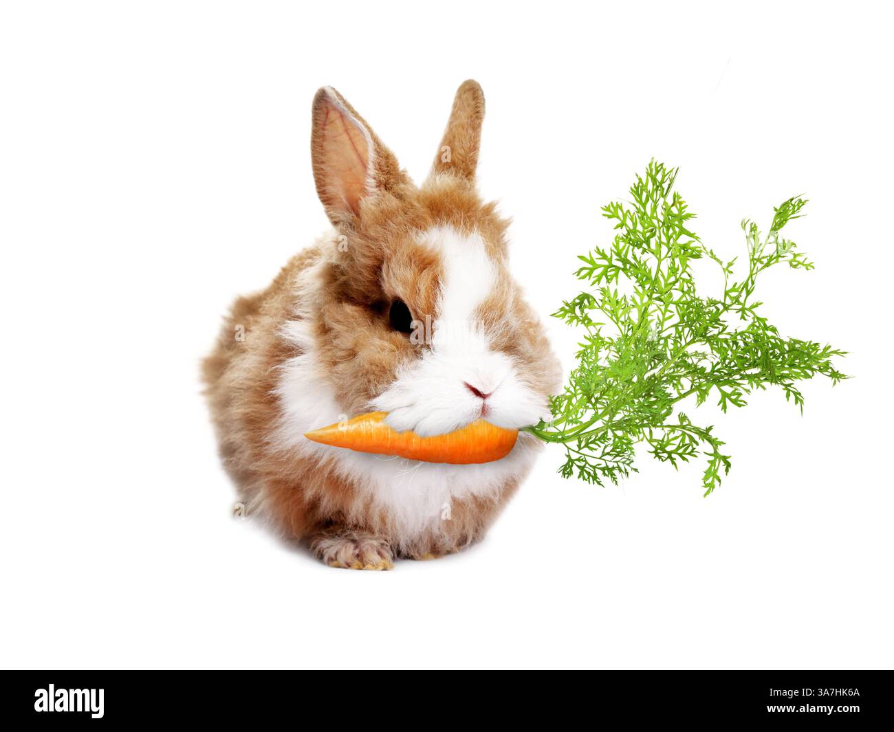 Cute bunny eating carrot on white background Stock Photo - Alamy