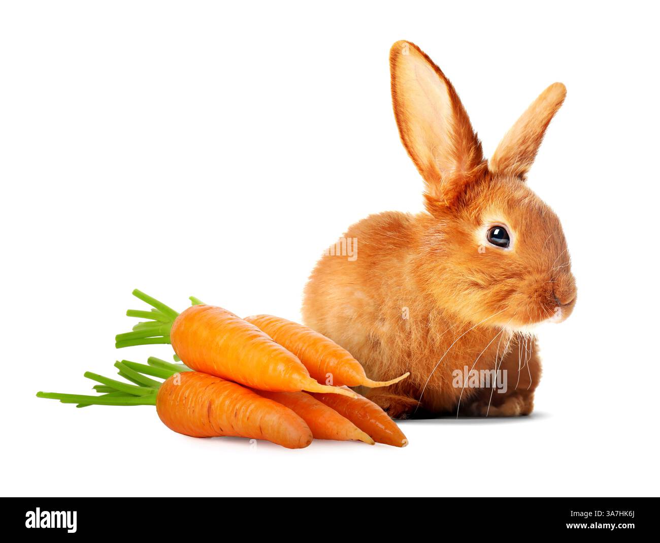 Cute rabbit and carrots on white background Stock Photo - Alamy