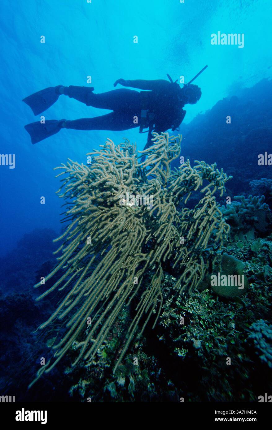 Australia. Queensland. Great Barrier Reef. Scuba diver underwater above ...