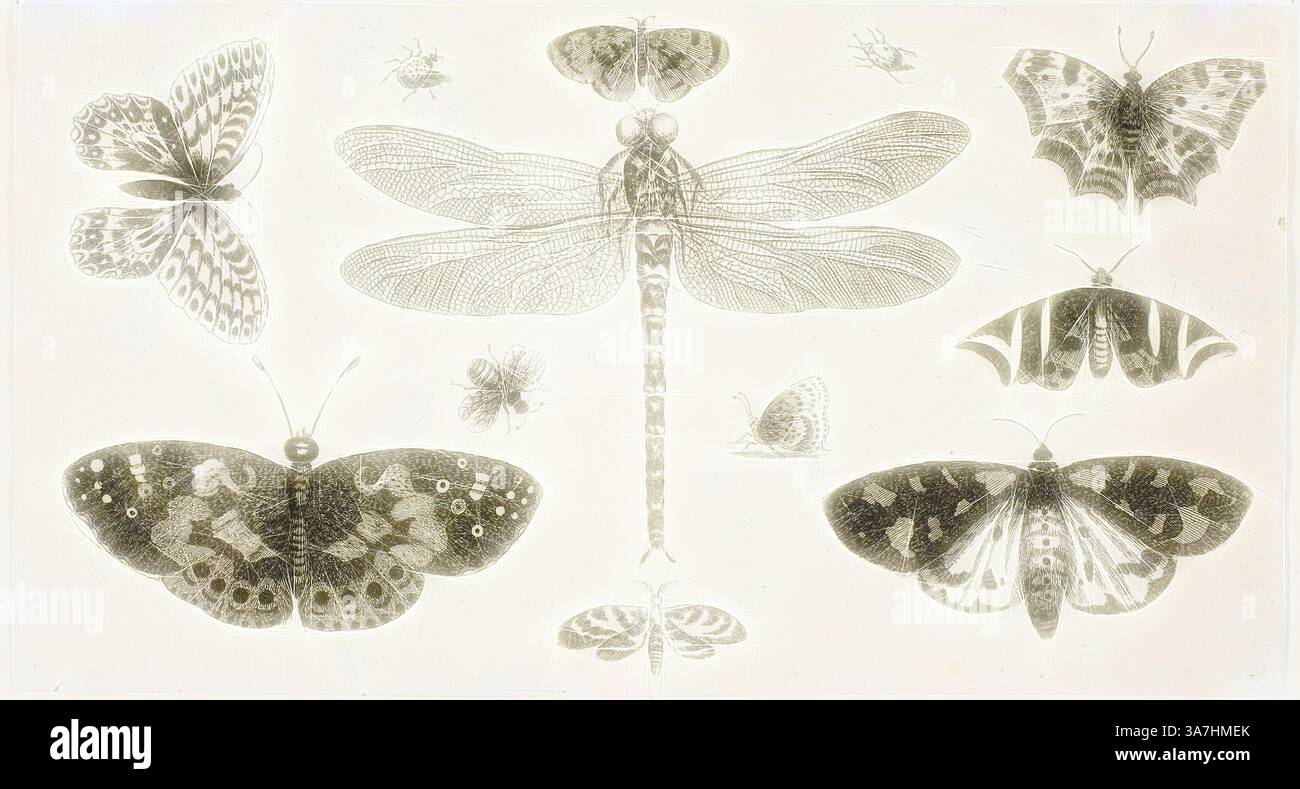 Showcasing diverse wing patterns hi-res stock photography and images ...