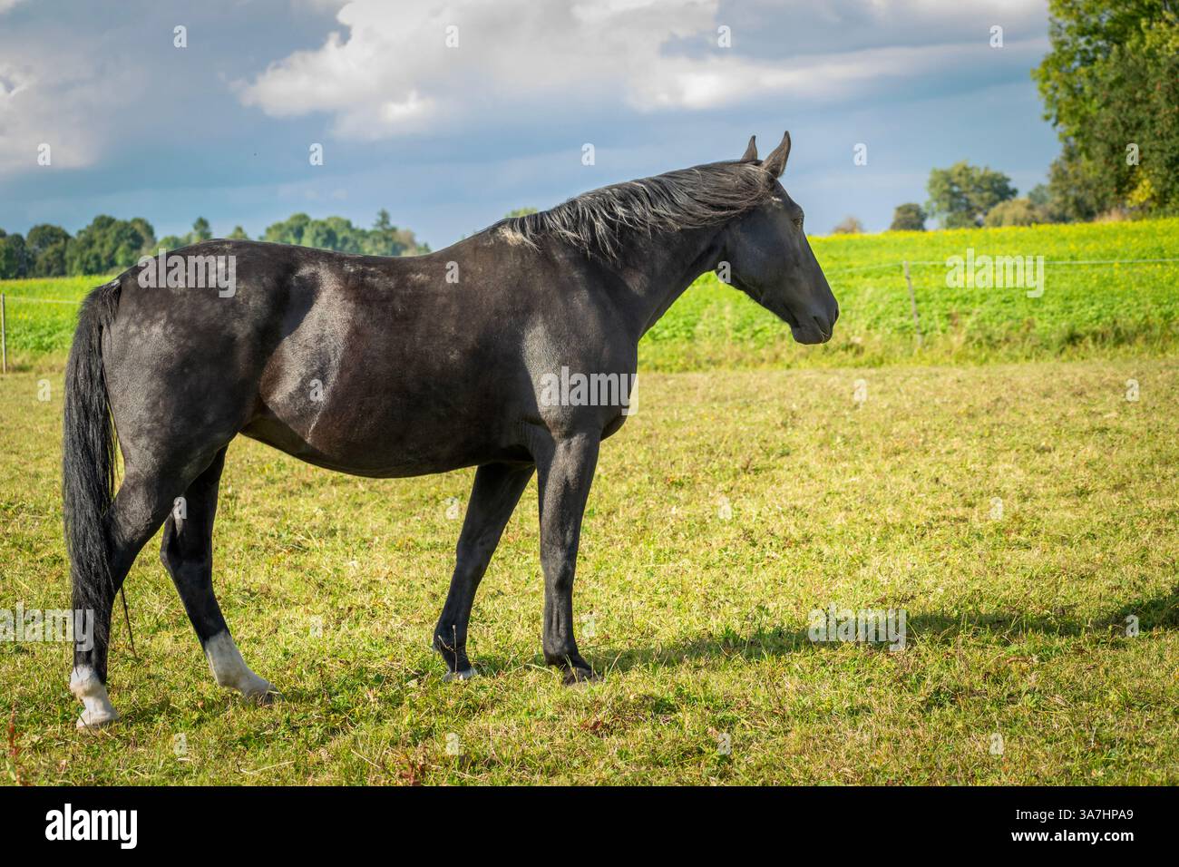 Green pasture with horse hi-res stock photography and images - Alamy